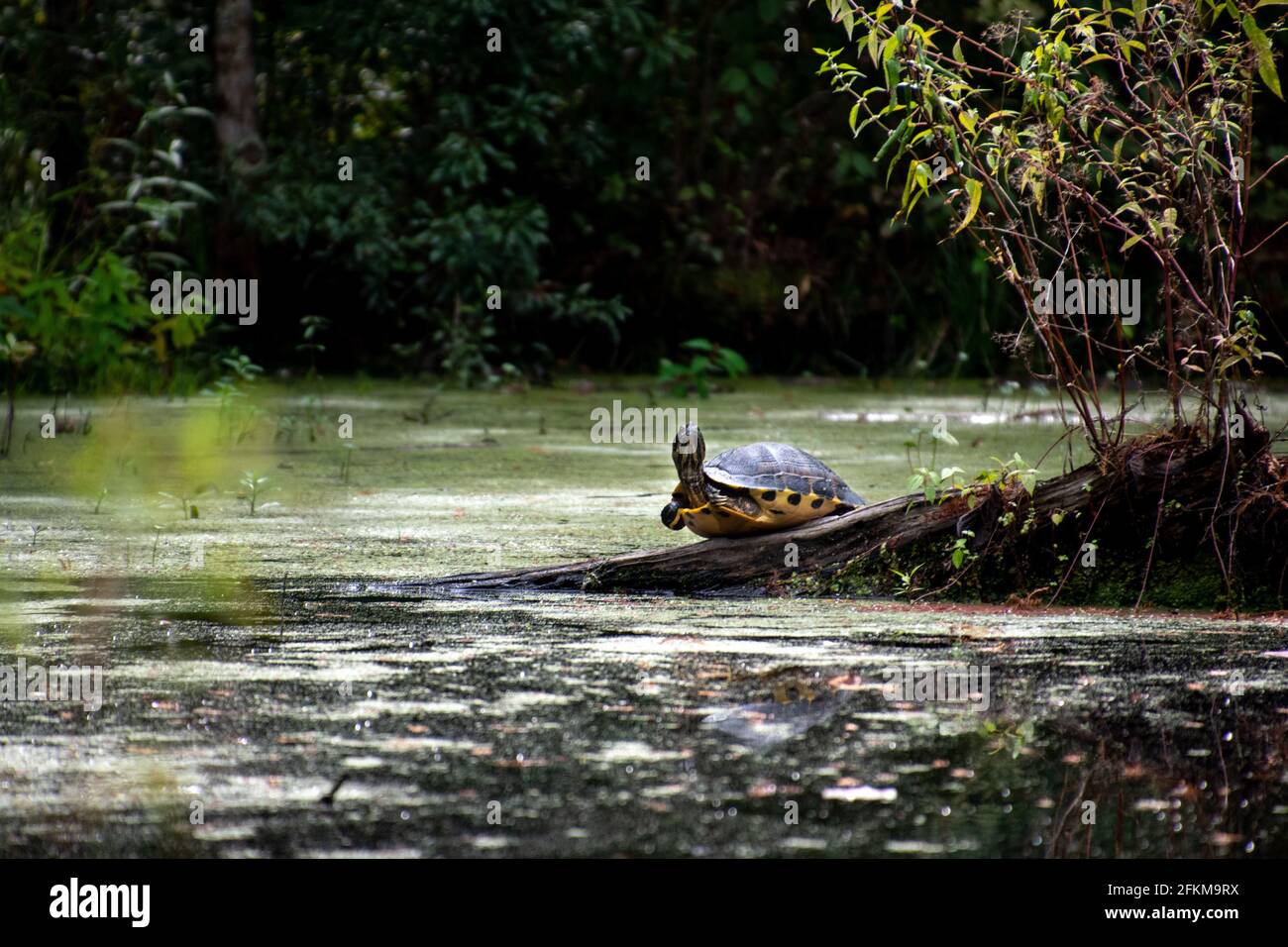 Small turtles resting on hi-res stock photography and images - Alamy