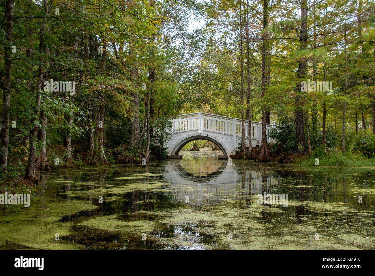 White bridge in a green swamp Stock Photo - Alamy