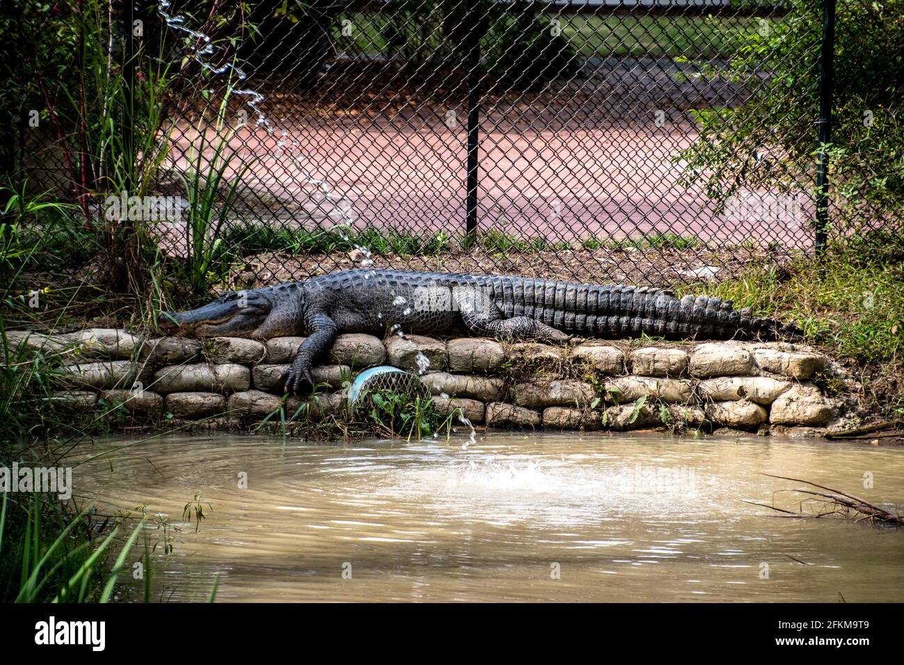 Alligator basking in the sun hi-res stock photography and images - Alamy