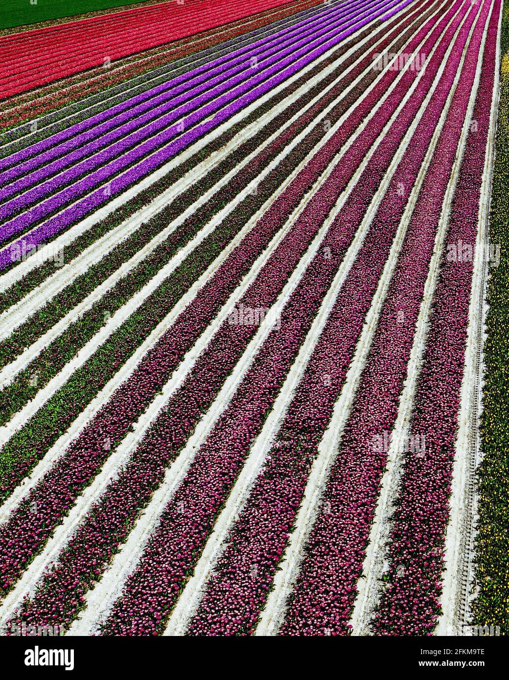 A beautiful vertical shot of a flower farm with long rows of colorful ...