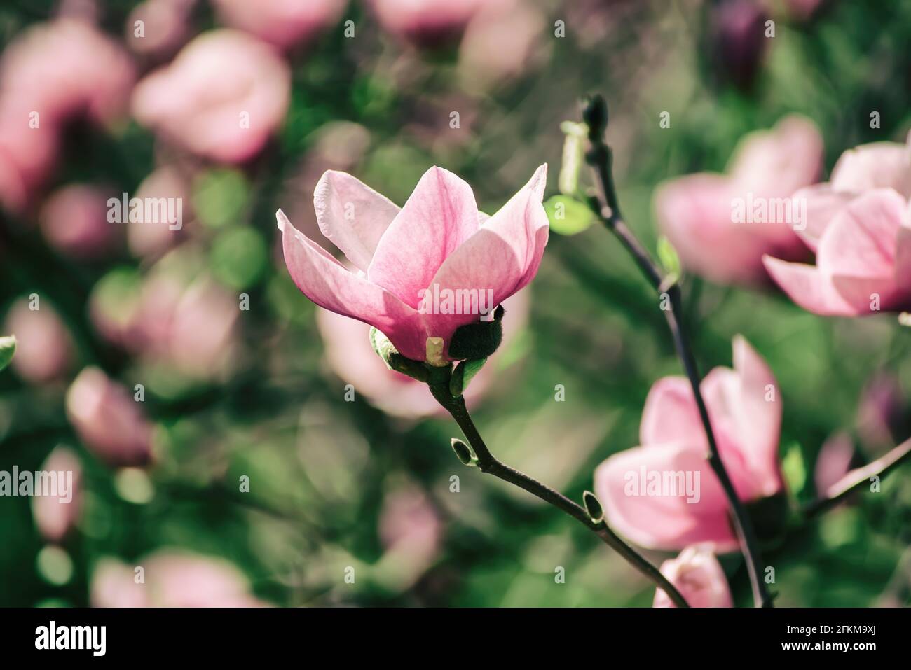 Magnolia spring flowers Stock Photo - Alamy