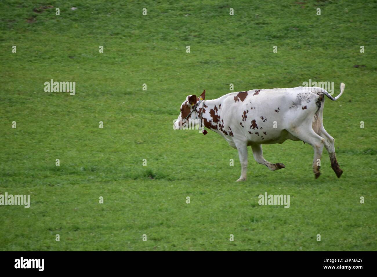 A cow running in a meadow field Stock Photo - Alamy