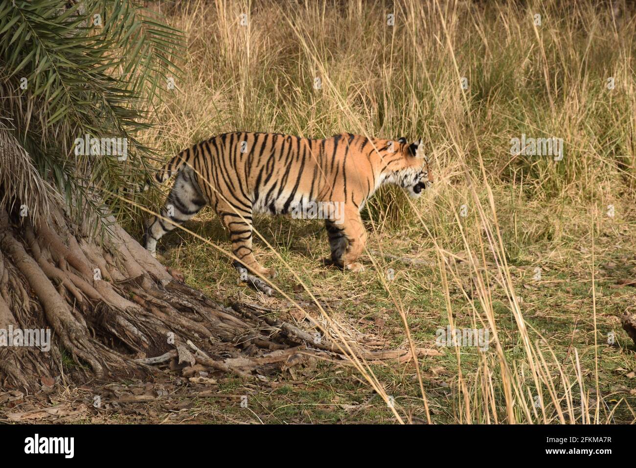 A tiger walking in nature Stock Photo - Alamy