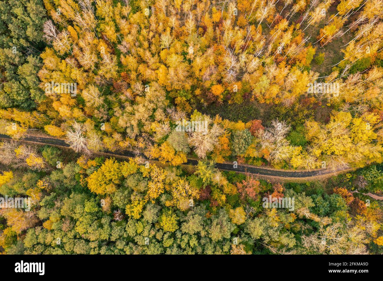 Autumn forest from above Stock Photo - Alamy