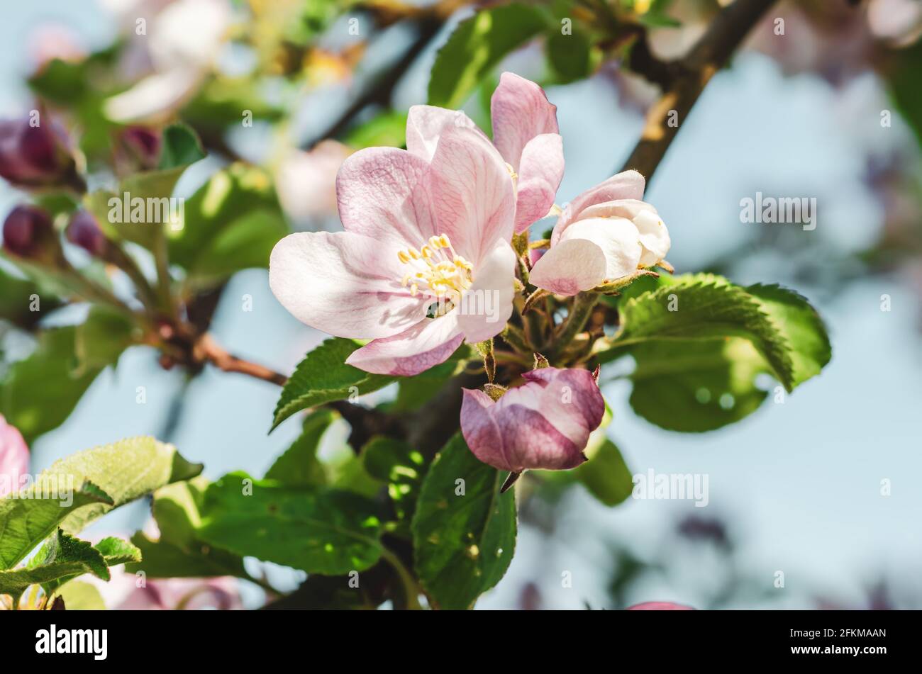 Apple tree flower Stock Photo - Alamy