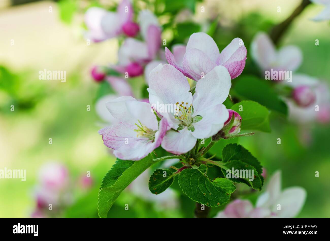 Apple tree flower Stock Photo - Alamy