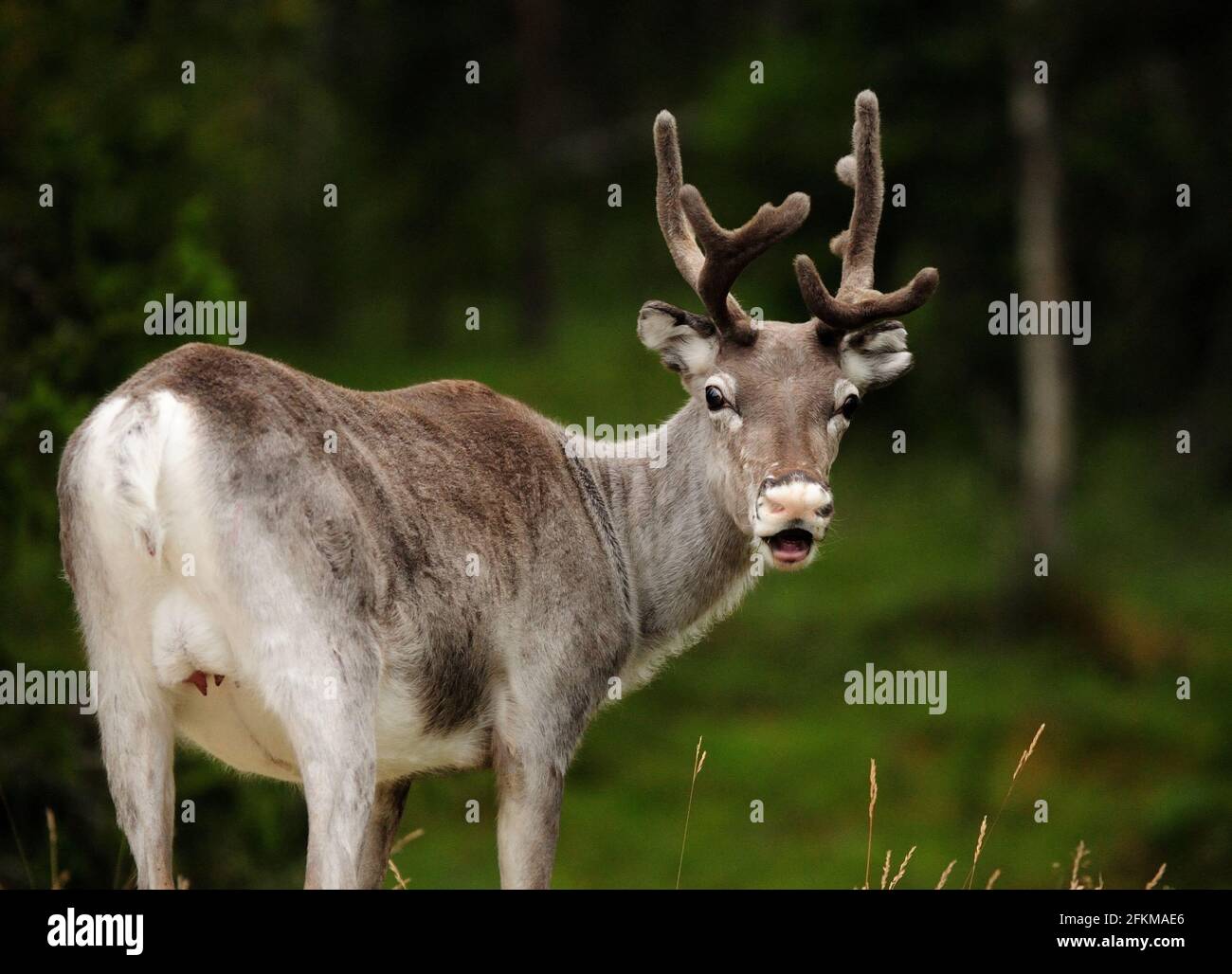 Curious Deer With Horn Looking Back In Norway On A Cloudy Summer Day ...