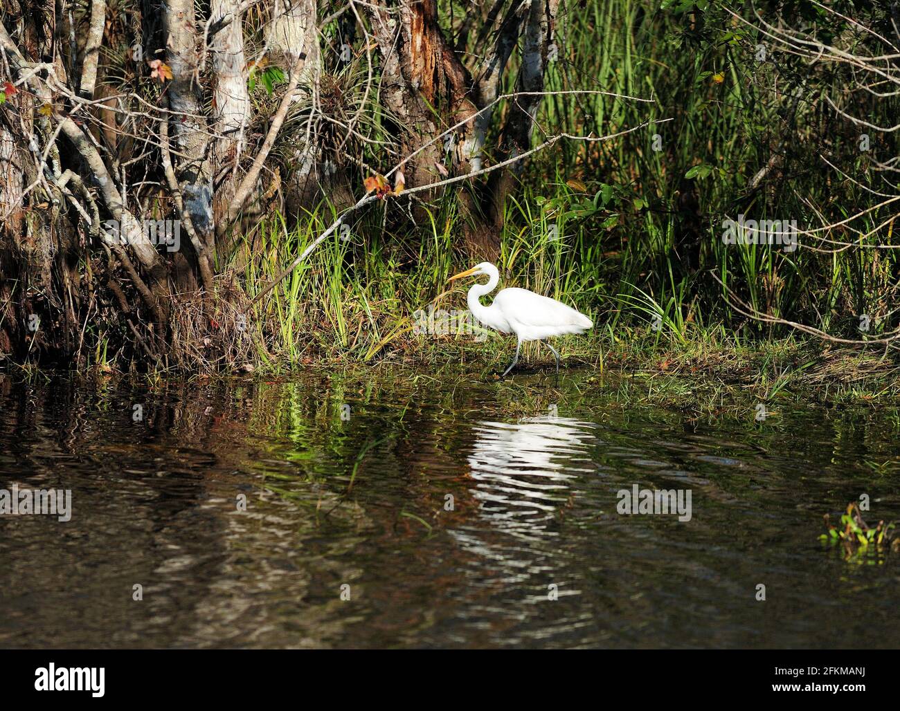 Mangrove swamp everglades hi-res stock photography and images - Alamy