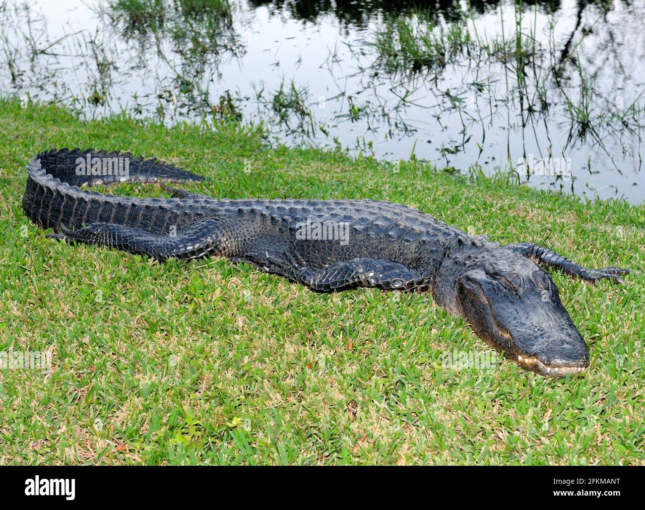 Crocodile leg hi-res stock photography and images - Alamy