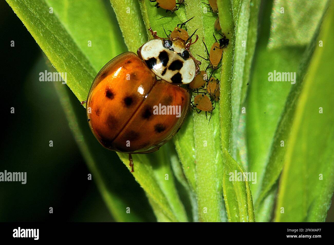 Harlequin ladybug (Harmonia axyridis), feeding on aphids (Aphis nerii ...