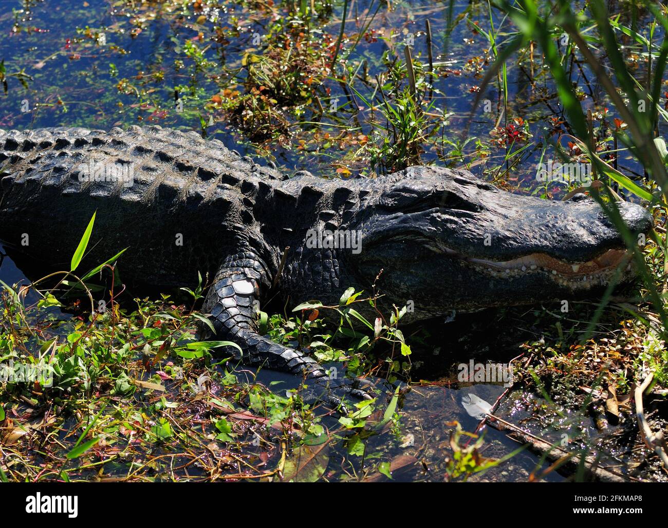 Crocodile leg hi-res stock photography and images - Alamy