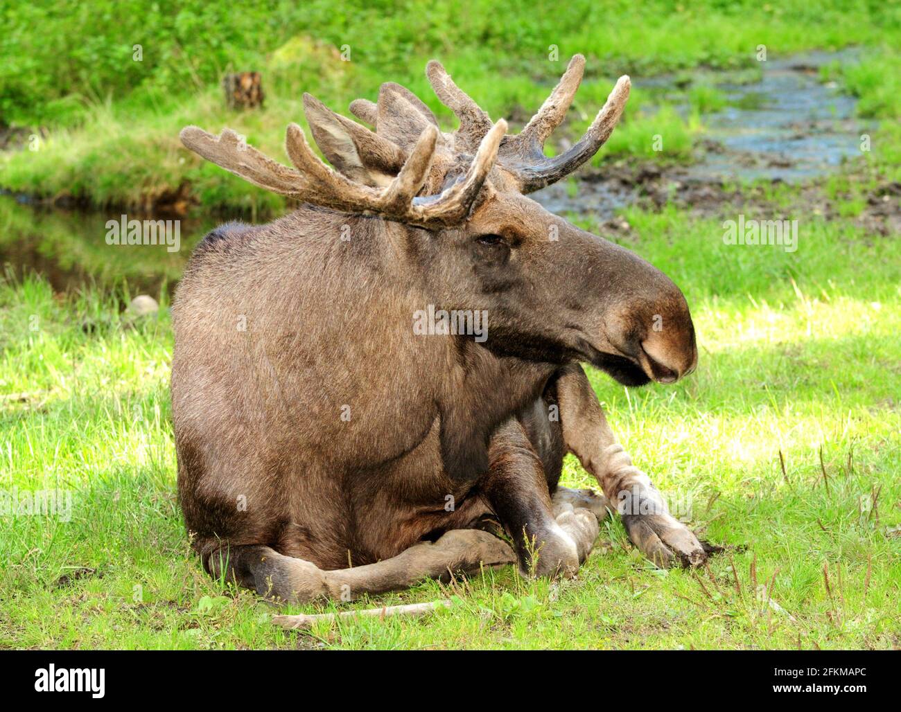 Dalsland elk hi-res stock photography and images - Alamy