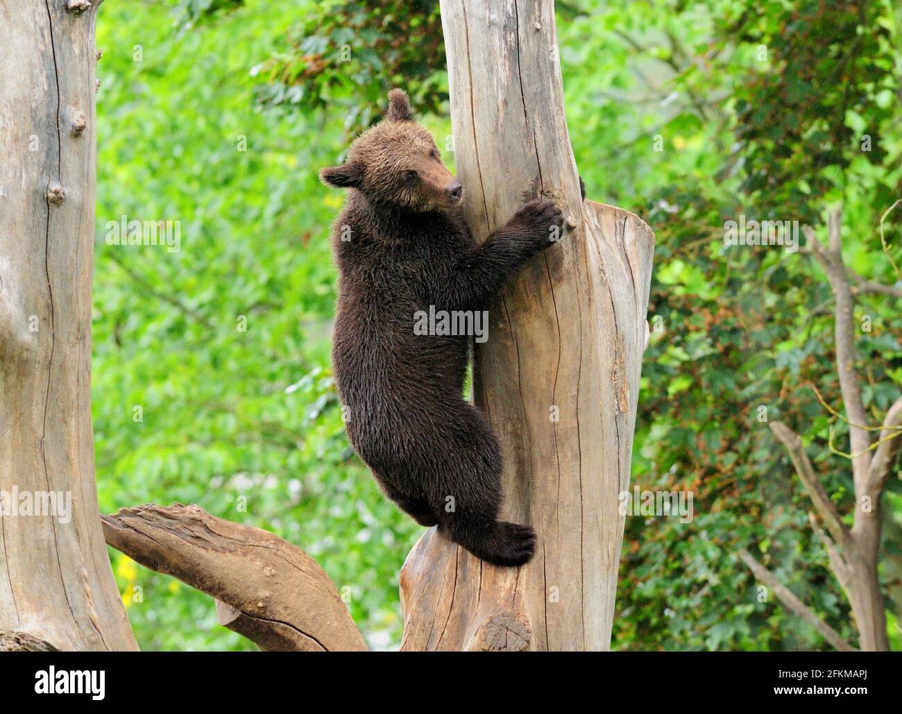 Young brown bear hi-res stock photography and images - Alamy
