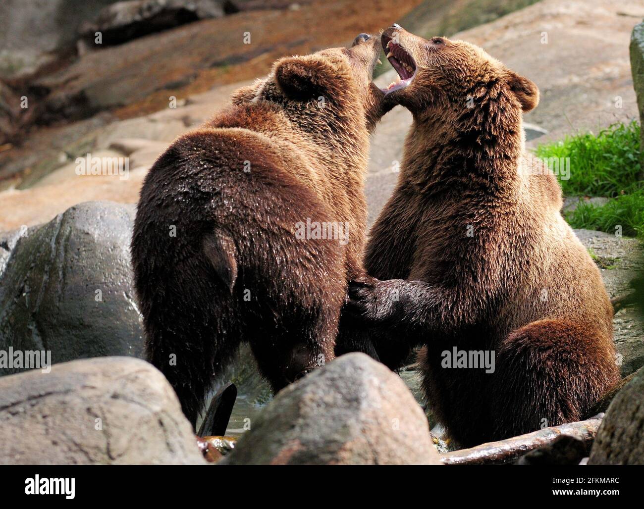 Swedish Brown Bears