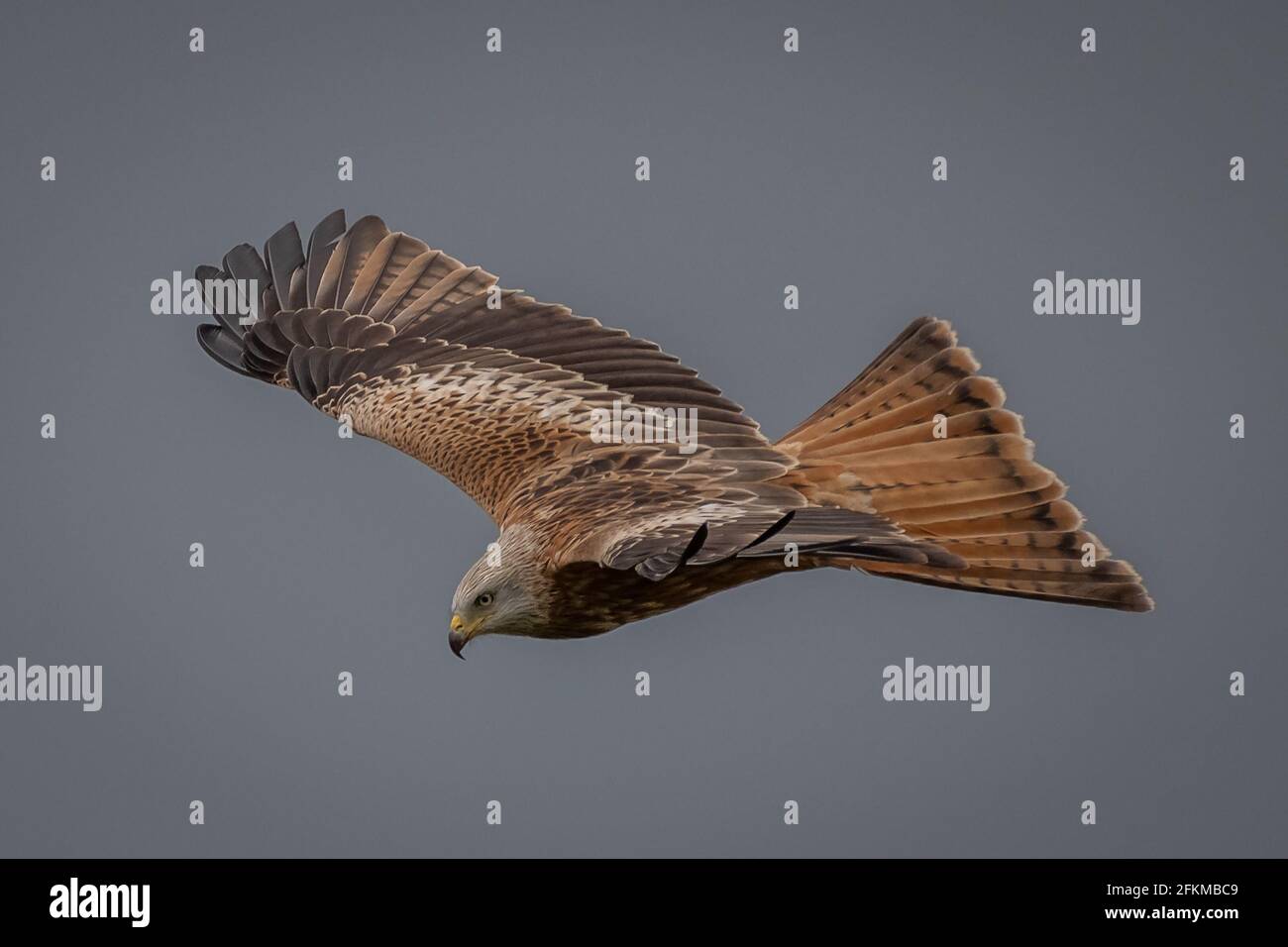 Red kite (Milvus milvus) bird of prey Stock Photo - Alamy