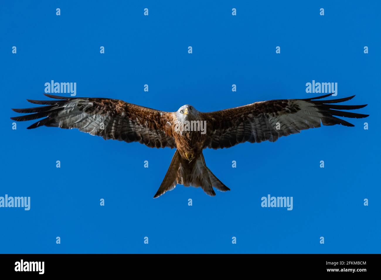 Red kite (Milvus milvus) bird of prey Stock Photo - Alamy