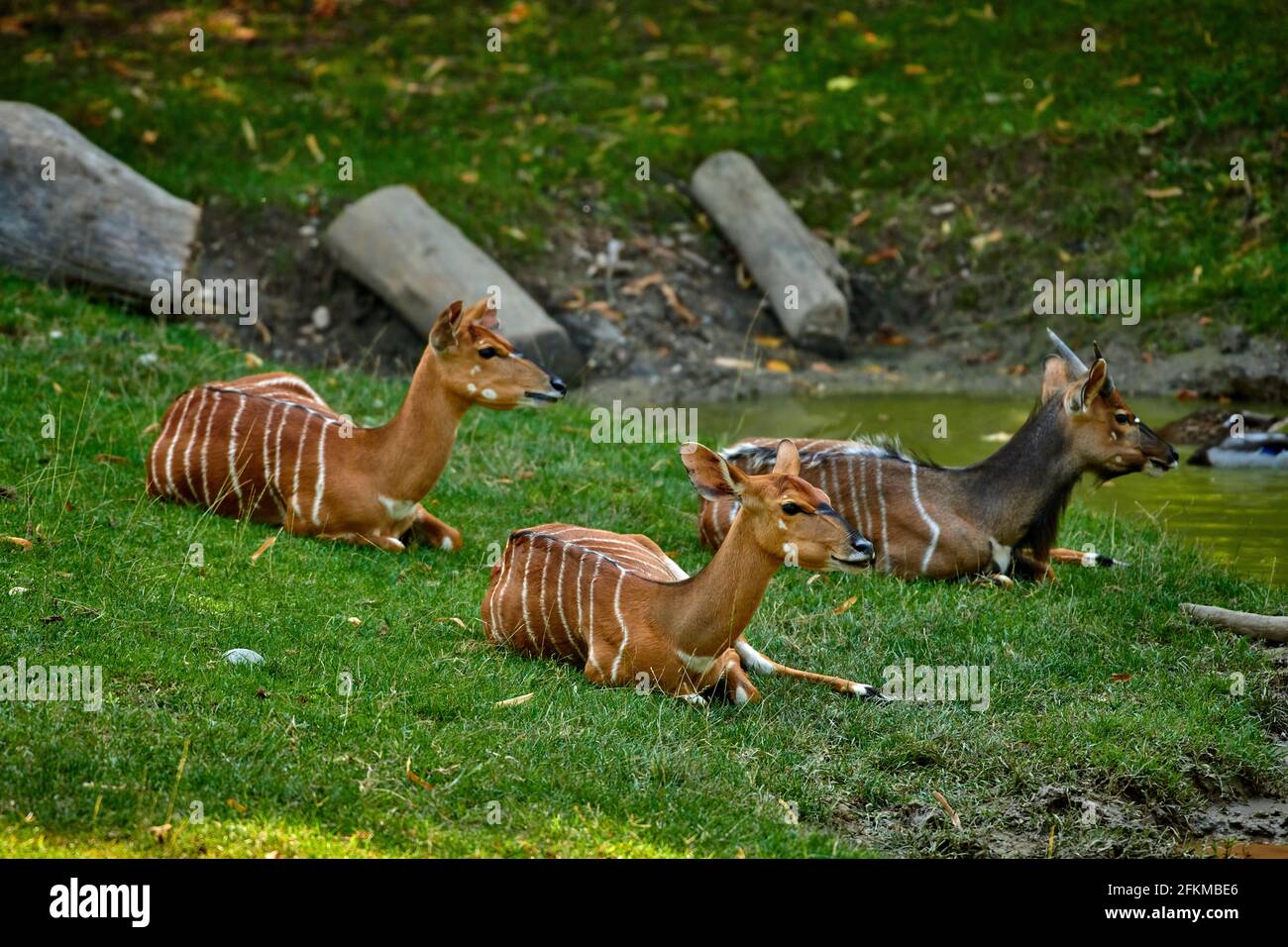 Nyala male female south africa hi-res stock photography and images - Alamy