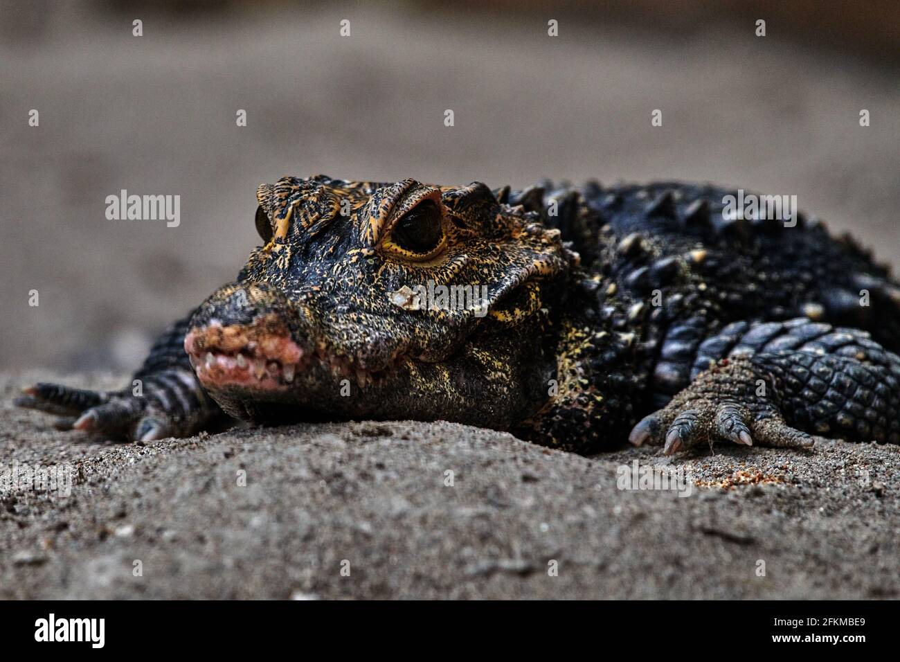 Close up portrait of a spectacled caiman, caiman crocodilus Stock Photo ...