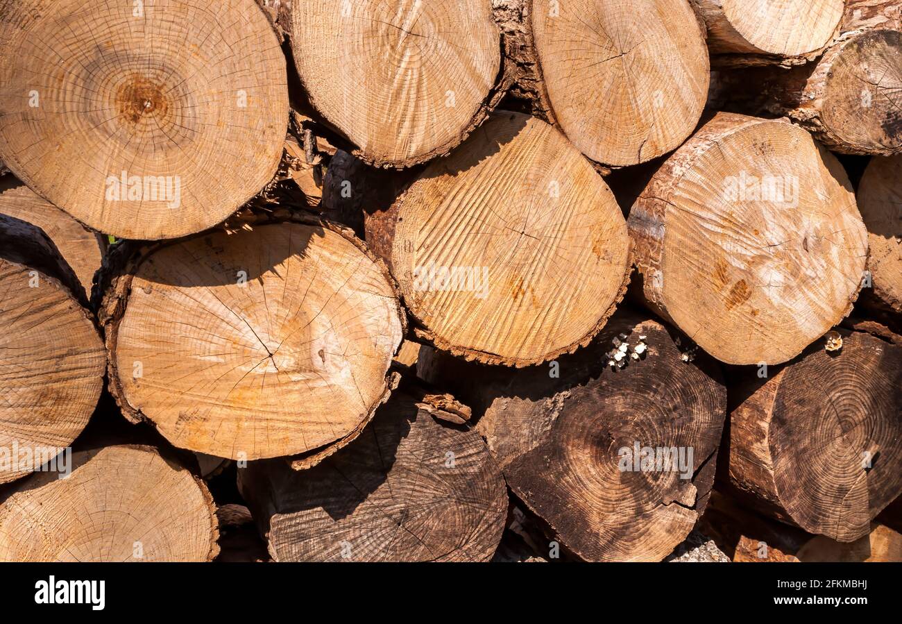 Cut and stacked timber logs being aged in the sun for processing in ...
