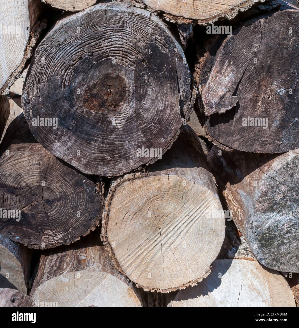 Cut and stacked timber logs being aged in the sun for processing in ...