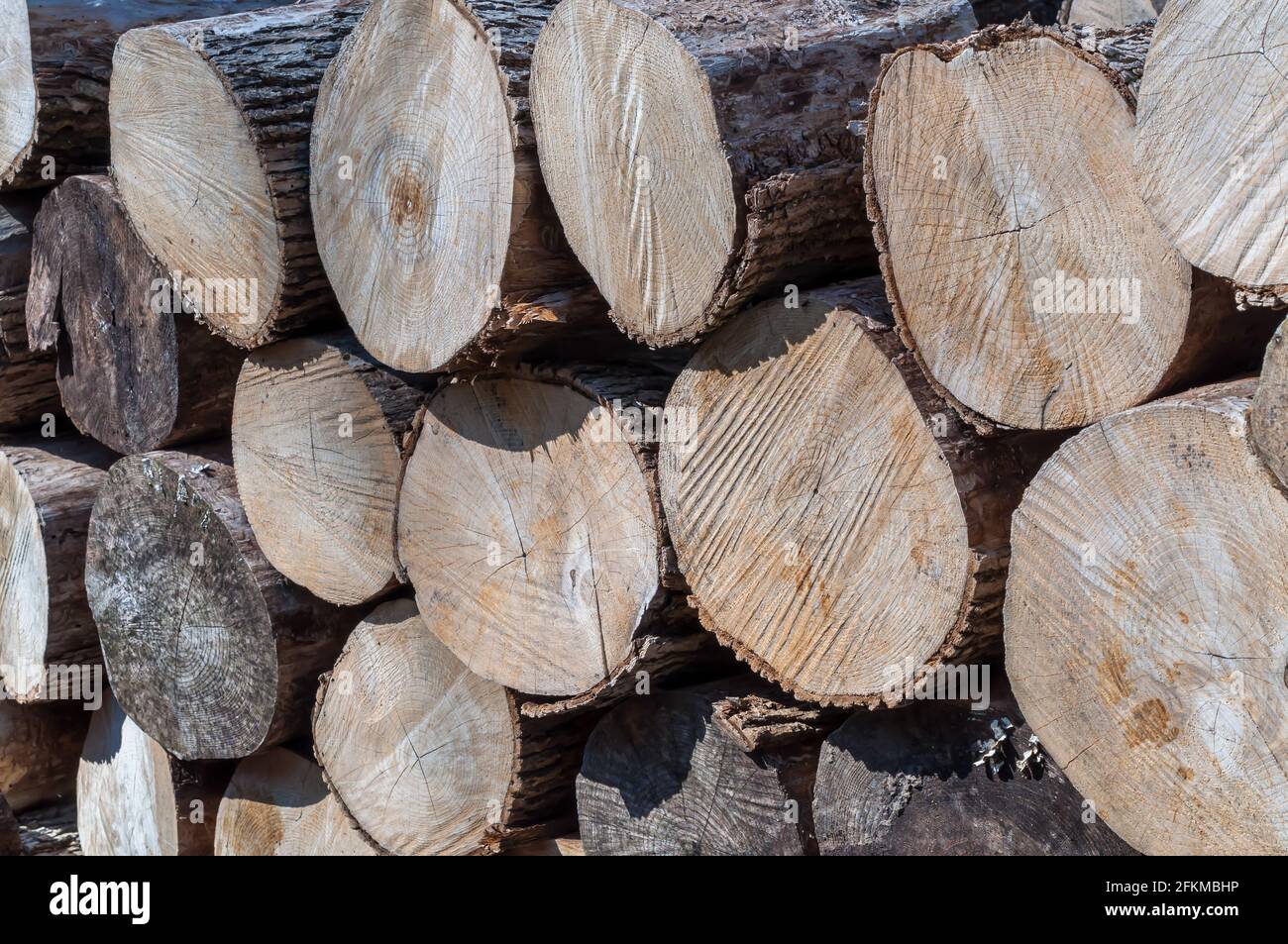 Cut and stacked timber logs being aged in the sun for processing in ...