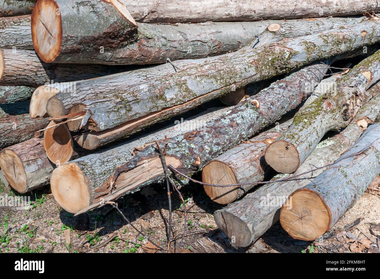 Cut and stacked timber logs being aged in the sun for processing in ...