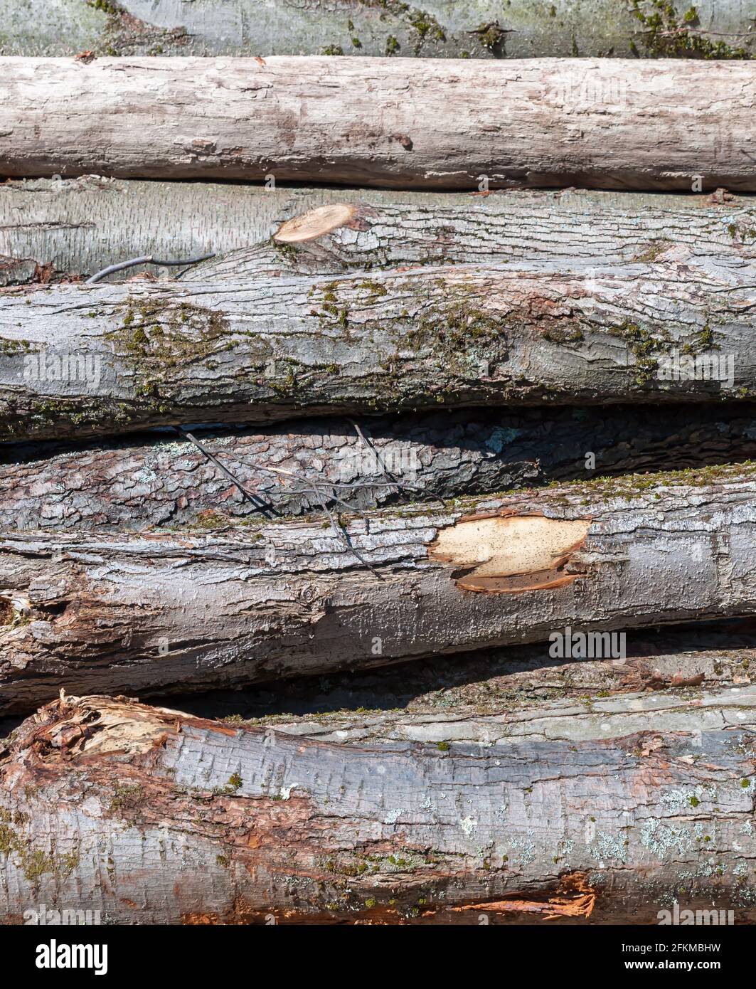 Cut and stacked timber logs being aged in the sun for processing in ...