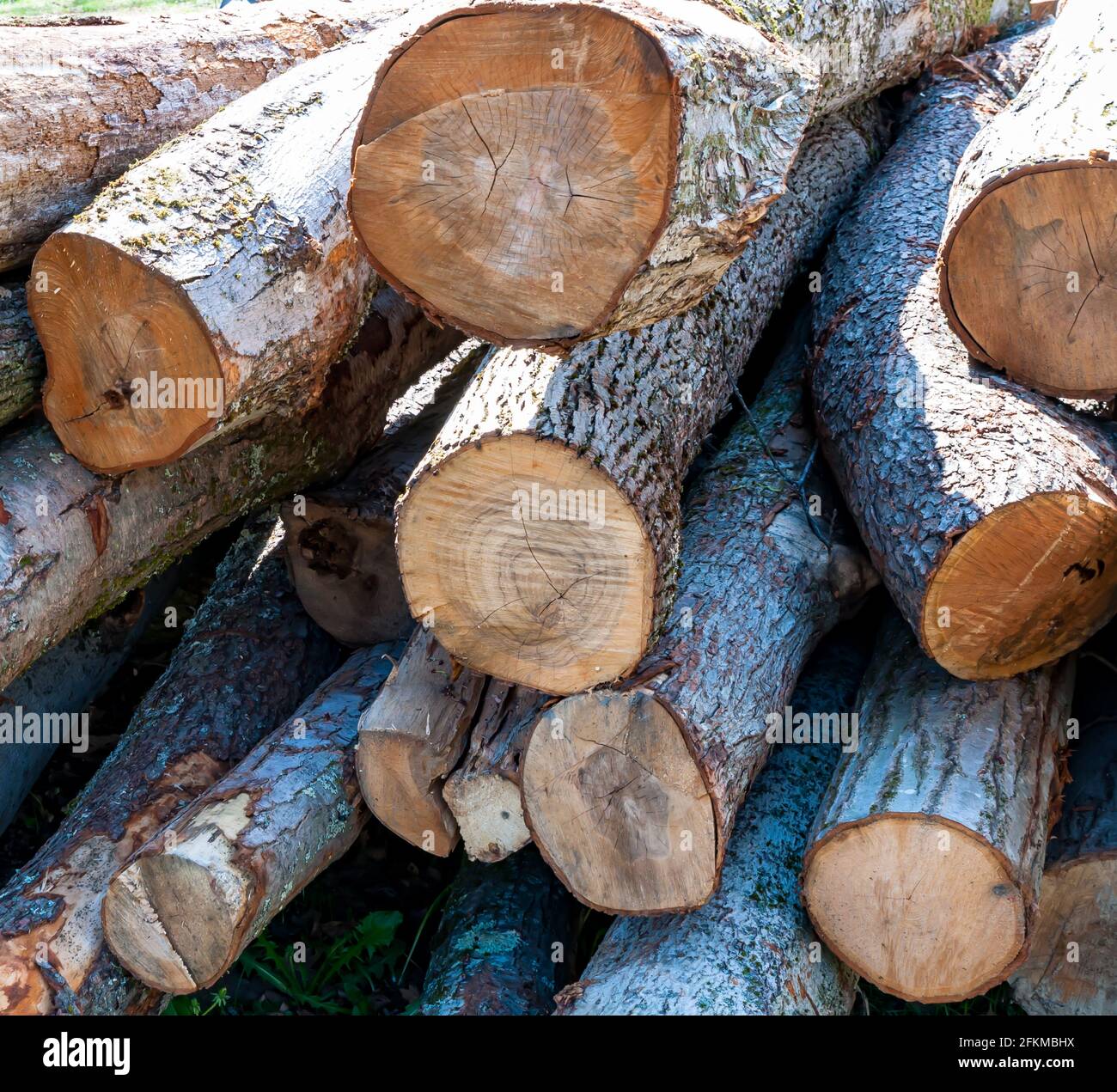 Cut and stacked timber logs being aged in the sun for processing in ...