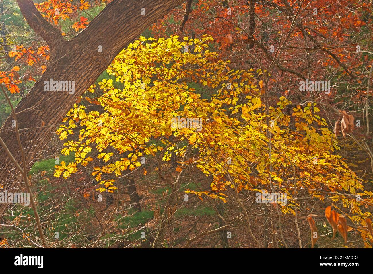 Hidden Colors Deep in the Forest in Starved Rock State Park in Illinois ...