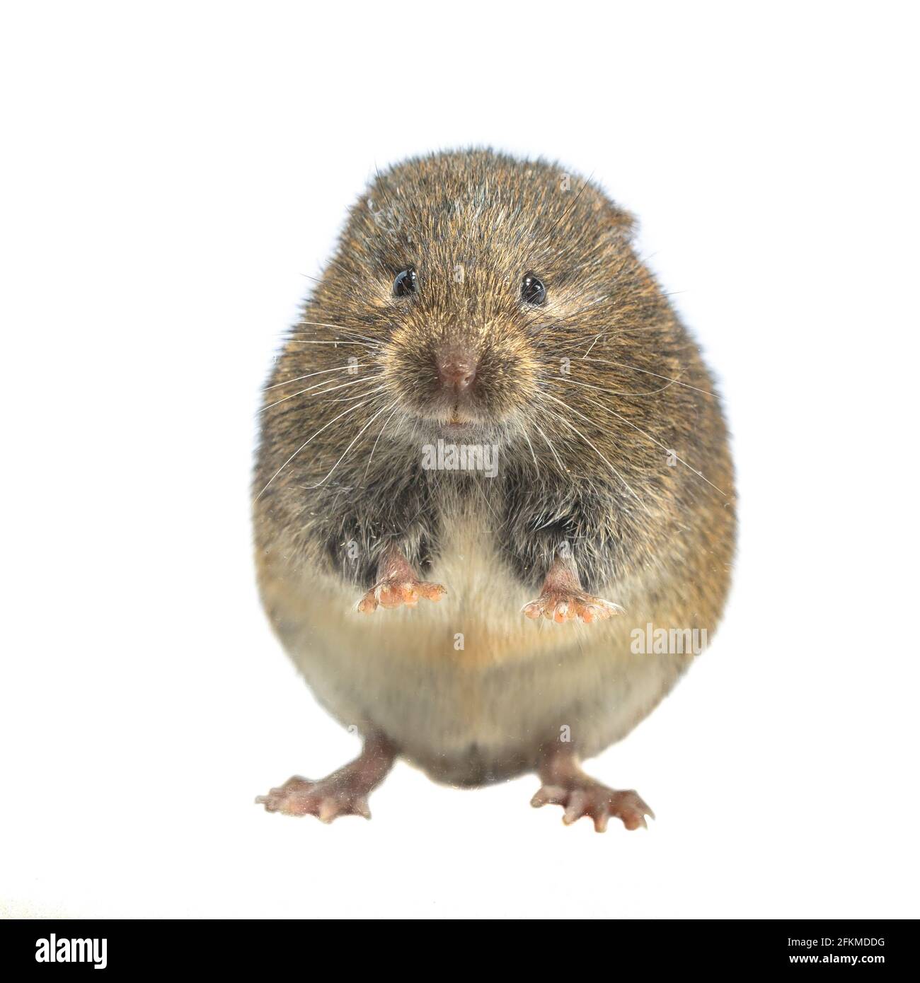 Field vole or short-tailed vole (Microtus agrestis). Small vole with ...