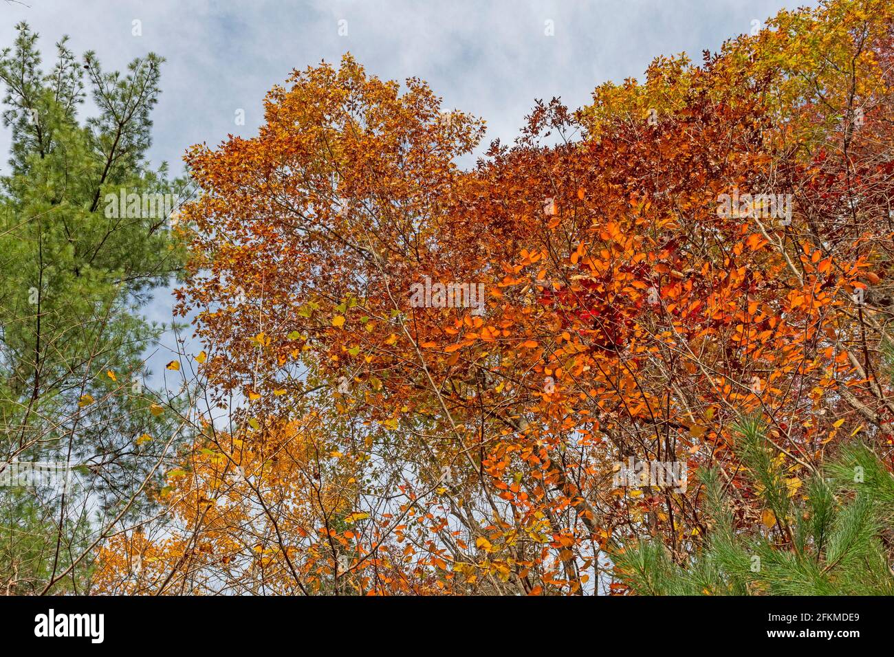 Autumn color palette hi-res stock photography and images - Alamy