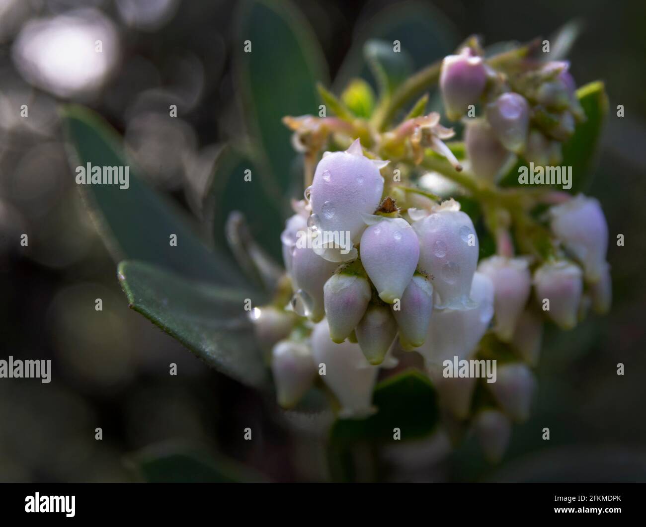 Manzanita california bay hi-res stock photography and images - Alamy