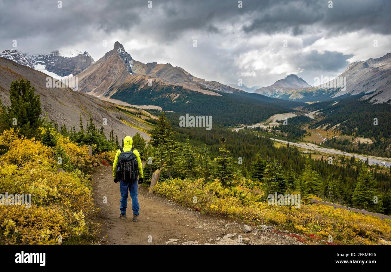 Hiker between autumnal bushes, view of Sunwapta Pass, mountain ...