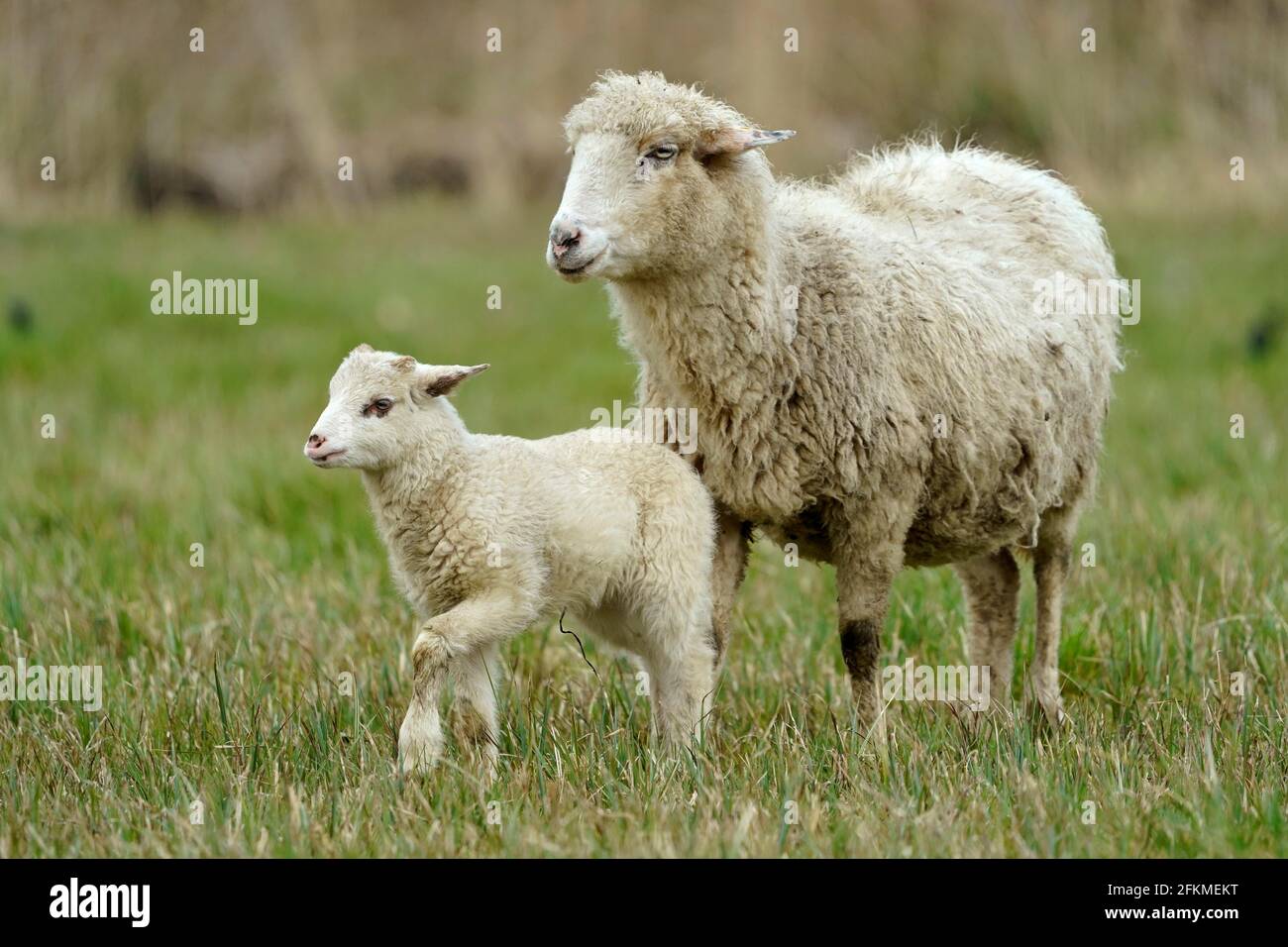 Lamb with mother hi-res stock photography and images - Alamy