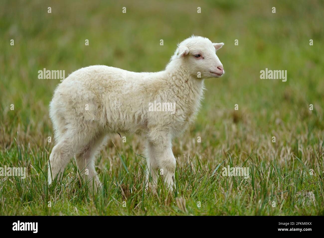 Forest sheep, lamb on a pasture, Germany Stock Photo - Alamy