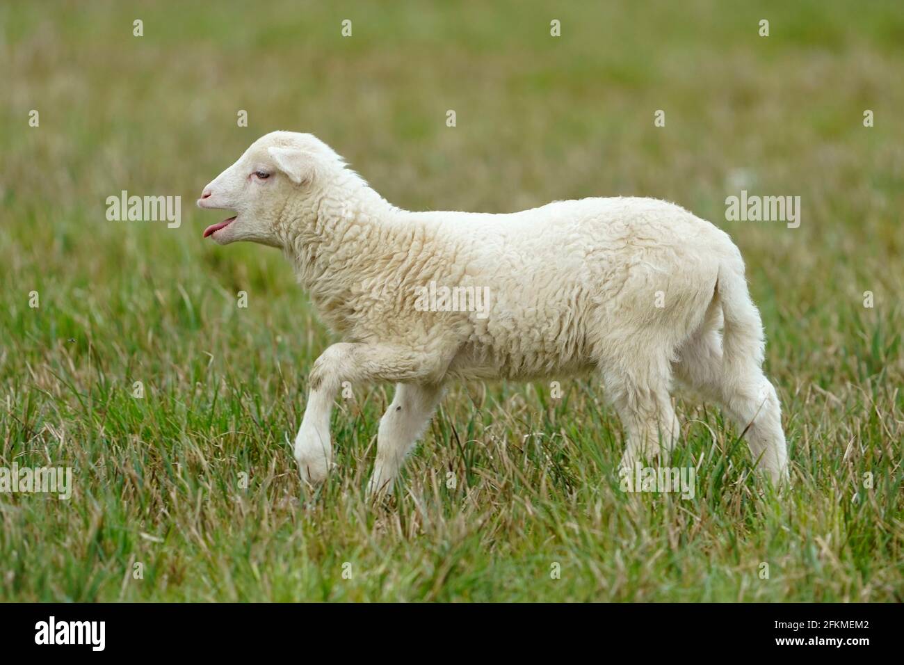Animal mouth open sheep hi-res stock photography and images - Alamy