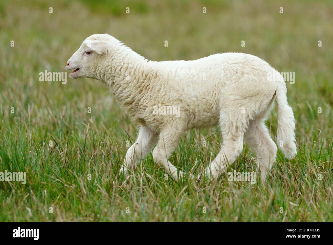 Forest sheep, lamb running in a pasture, Germany Stock Photo - Alamy