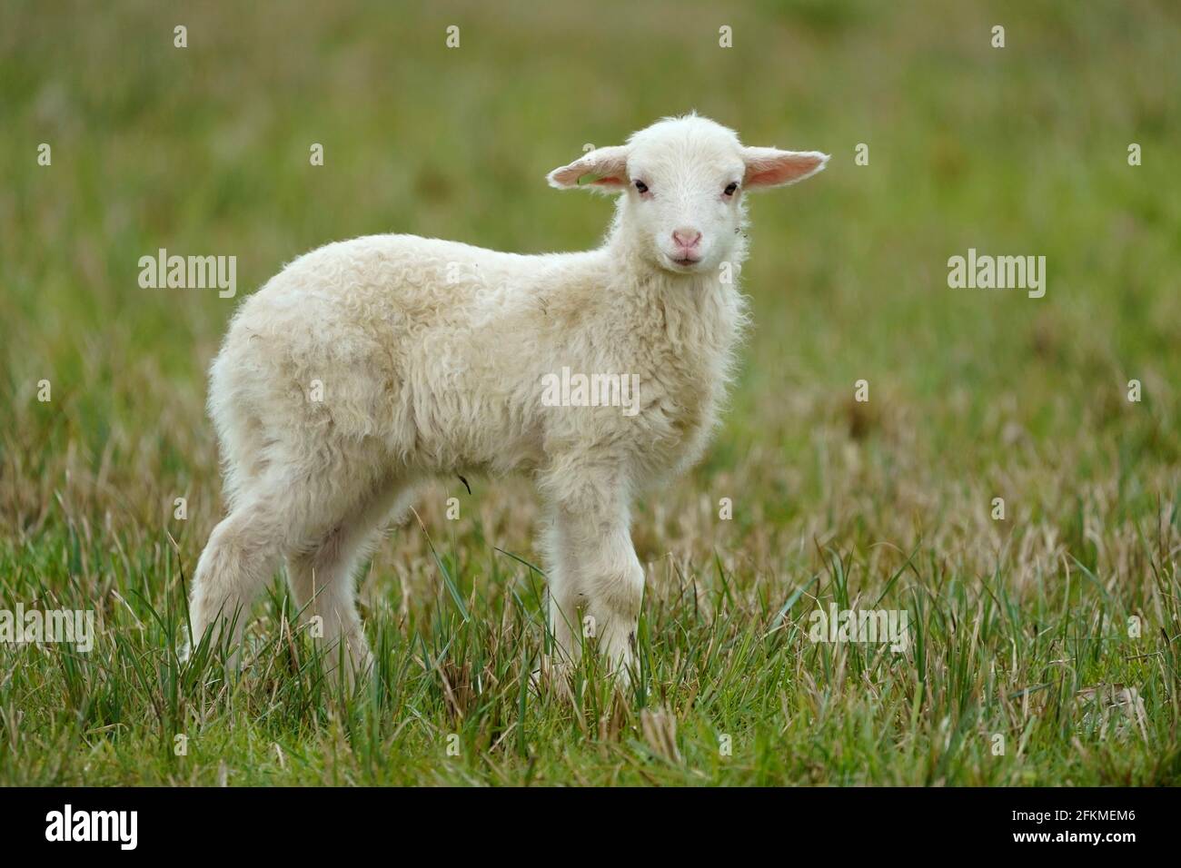 Forest sheep, lamb on a pasture, Germany Stock Photo - Alamy