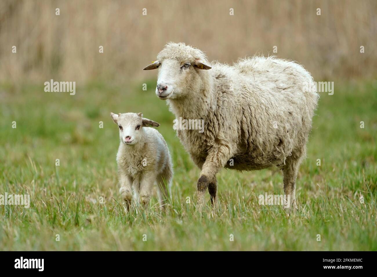 Forest sheep, lamb with mother on a pasture, Germany Stock Photo - Alamy