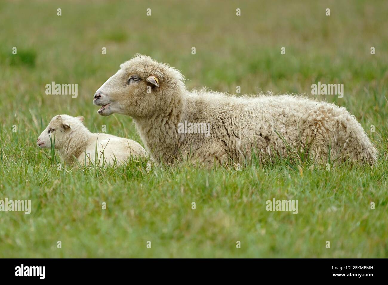 Forest sheep, lamb with mother on a pasture, Germany Stock Photo - Alamy