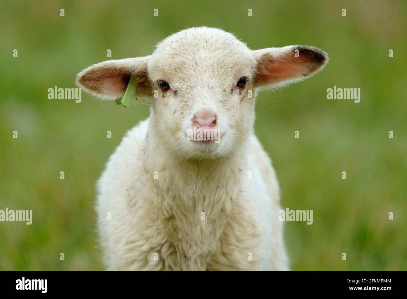 Forest sheep, animal portrait, lamb on a pasture, Germany Stock Photo ...
