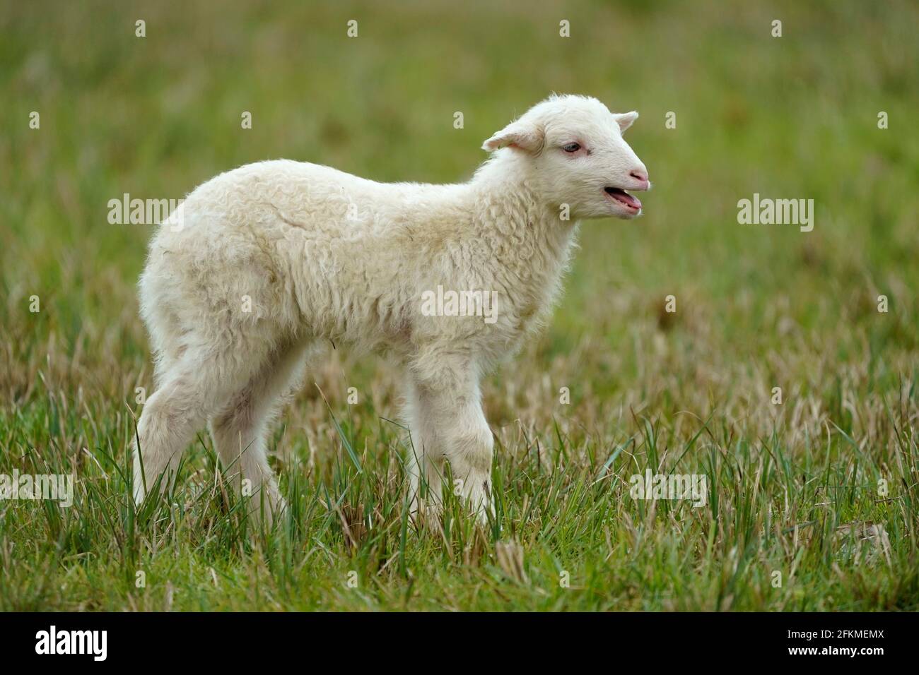 Forest sheep, lamb bleating on a pasture, Germany Stock Photo - Alamy