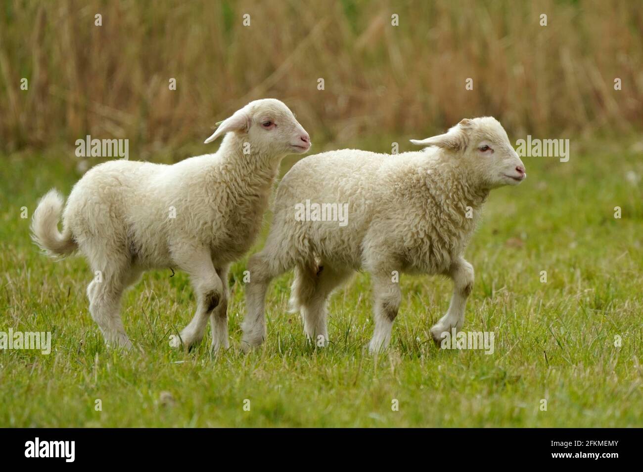 Two sheep grass hi-res stock photography and images - Alamy