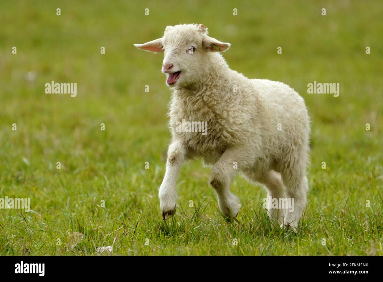 Forest sheep, lamb running bleating on a pasture, Germany Stock Photo ...