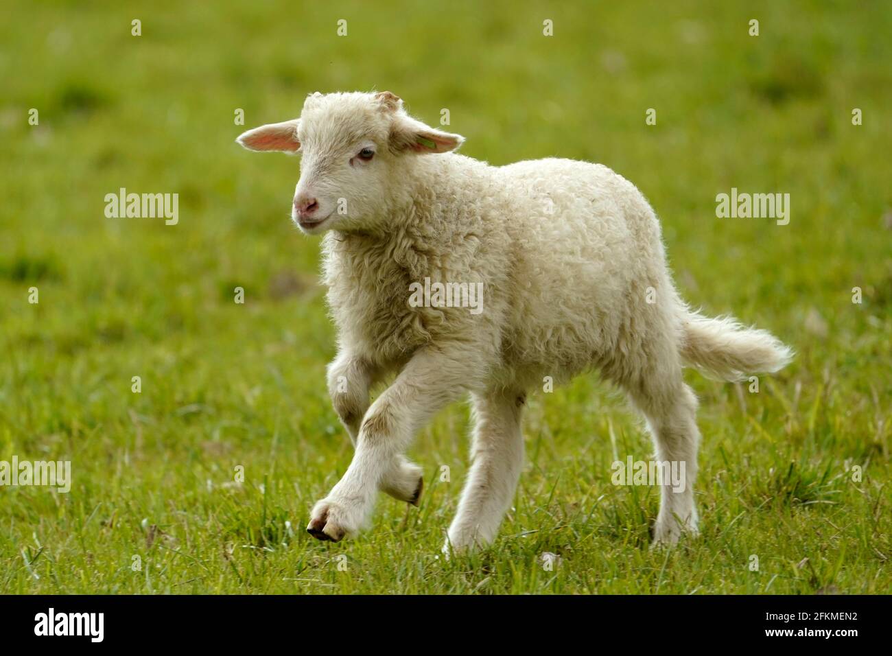 Forest sheep, lamb running on a pasture, Germany Stock Photo - Alamy