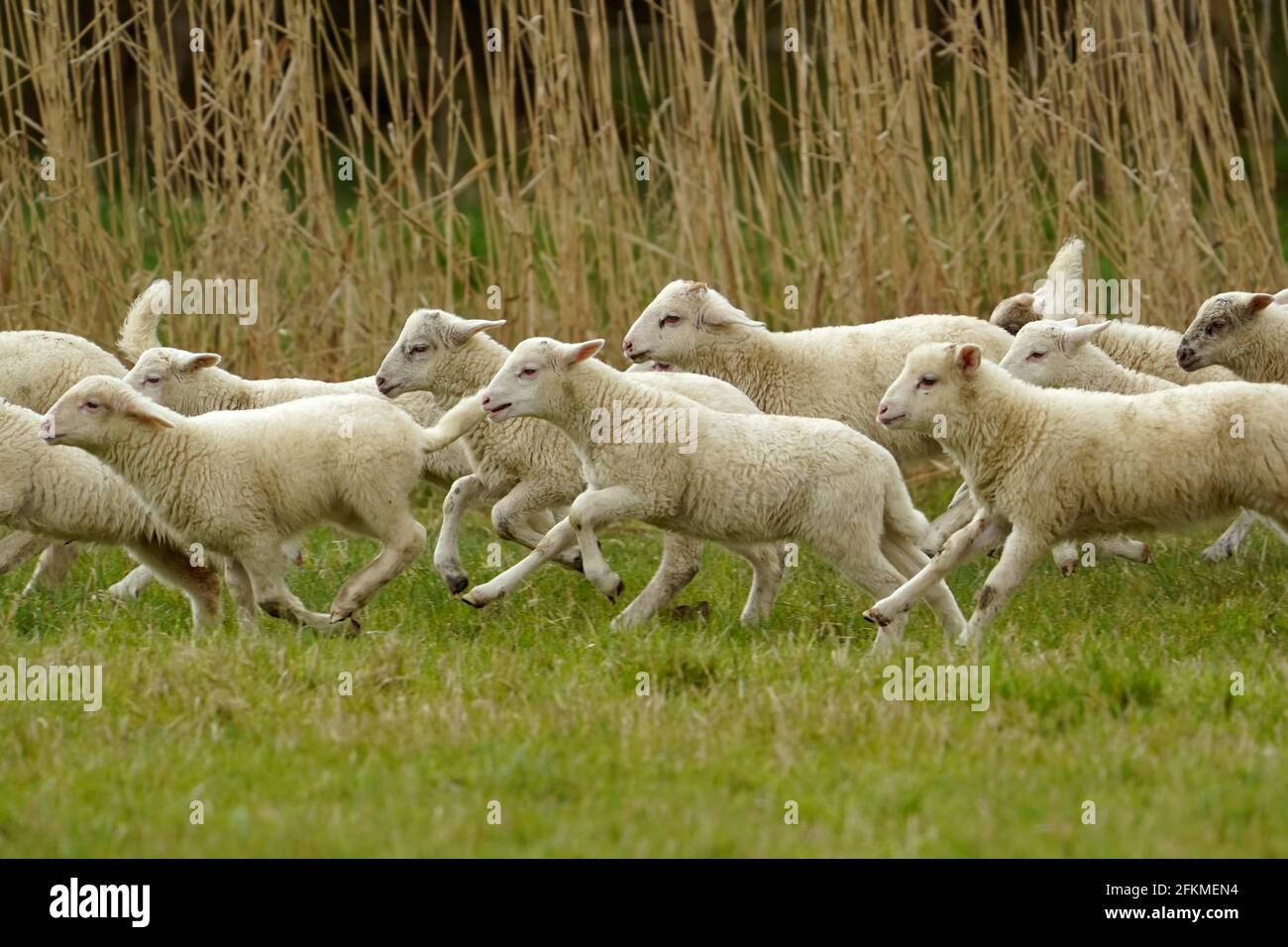 Lambs running on grass hi-res stock photography and images - Alamy