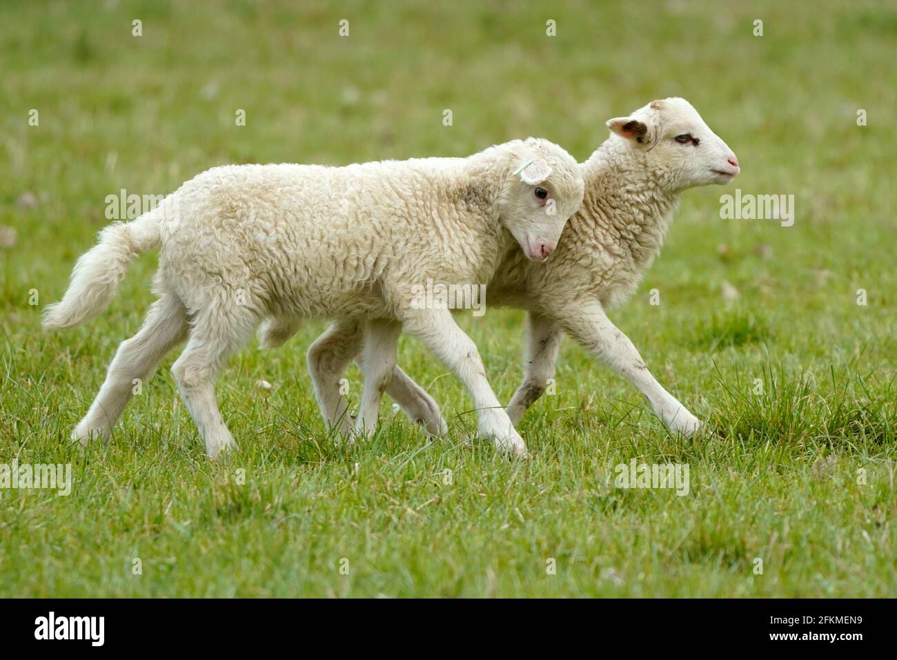 Sheep side by side hi-res stock photography and images - Alamy