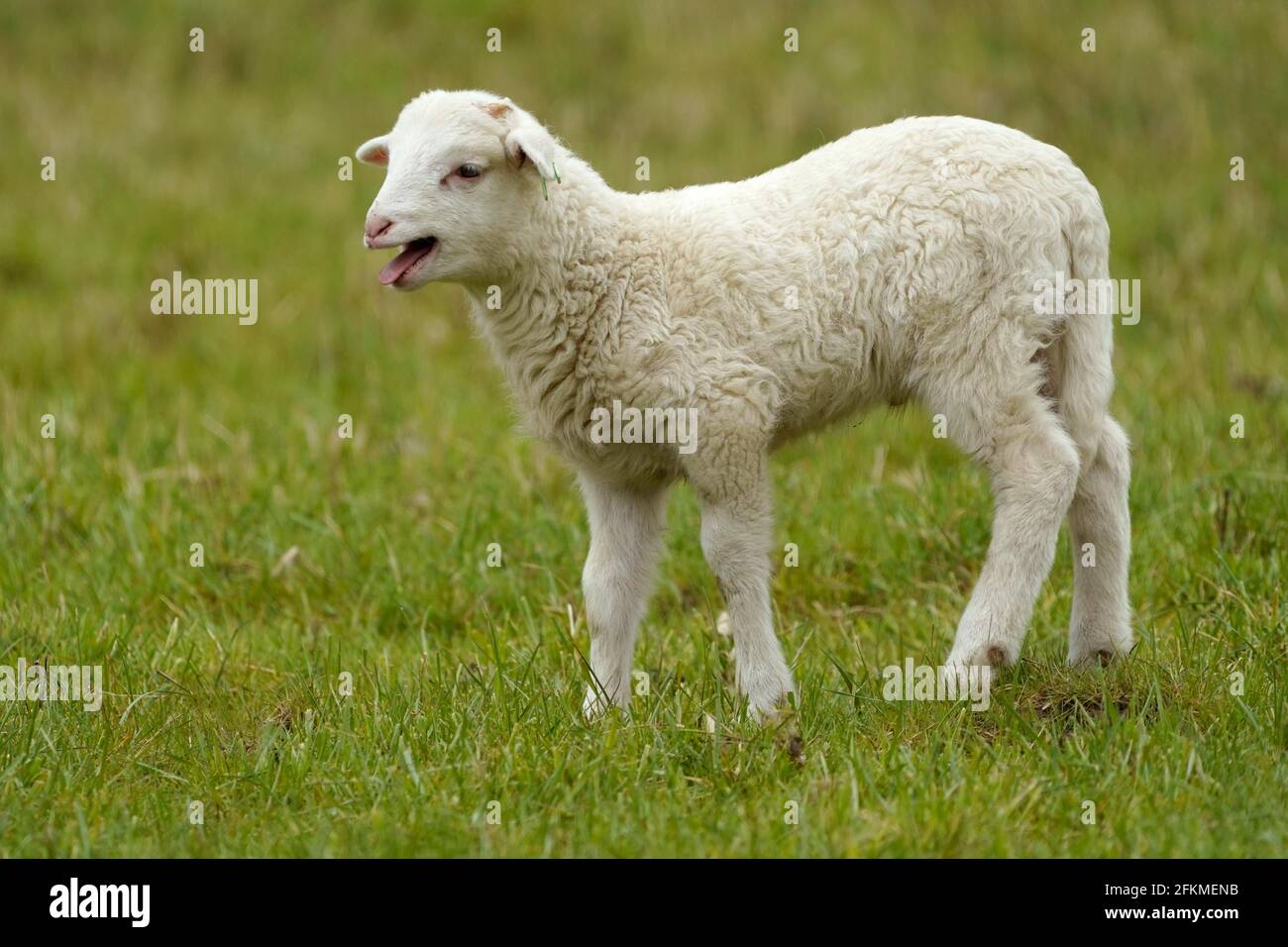 Forest sheep, lamb bleating on a pasture, Germany Stock Photo - Alamy