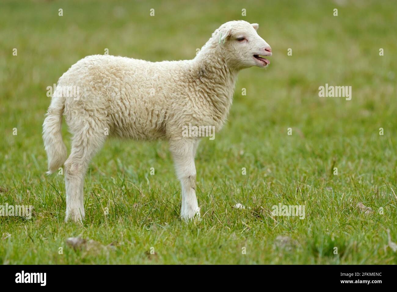 Lamb bleating hi-res stock photography and images - Alamy