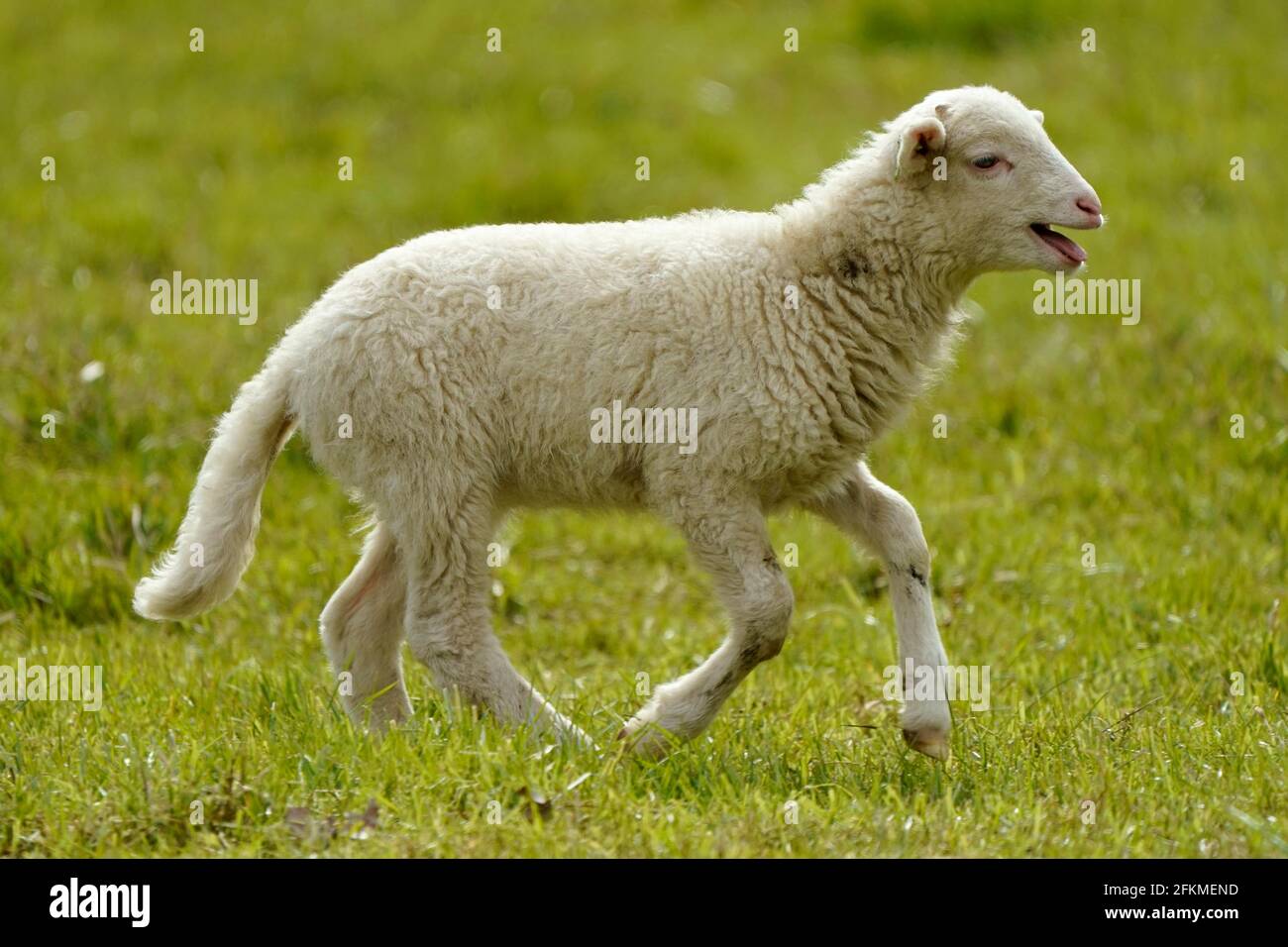 Forest sheep, lamb running and bleating on a pasture, Germany Stock ...